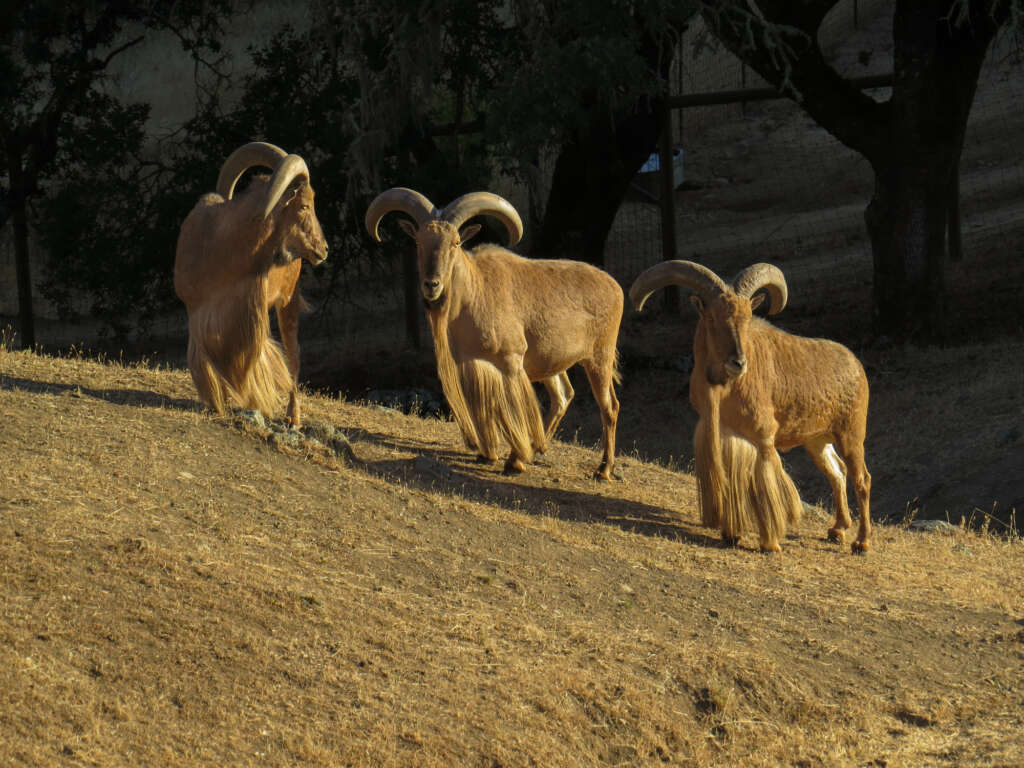 Aoudad - Safari West