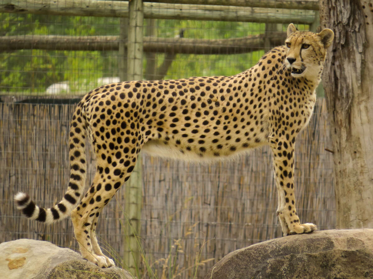 Cheetah - Safari West