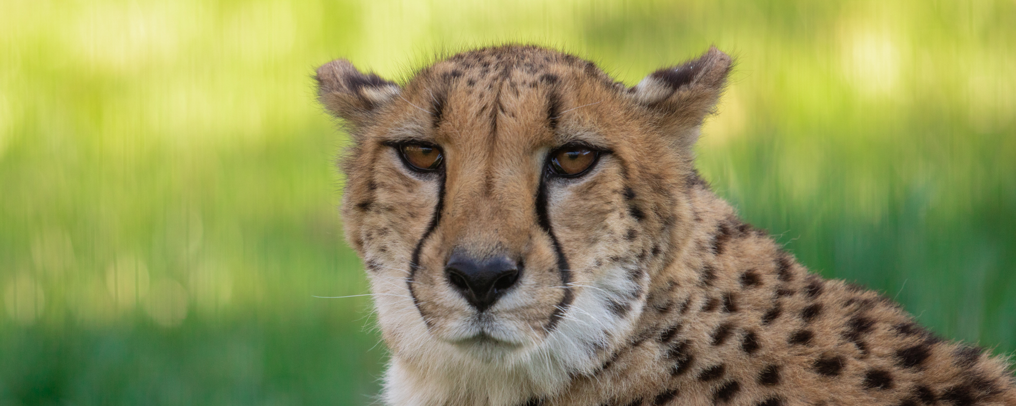 Cheetah - Safari West