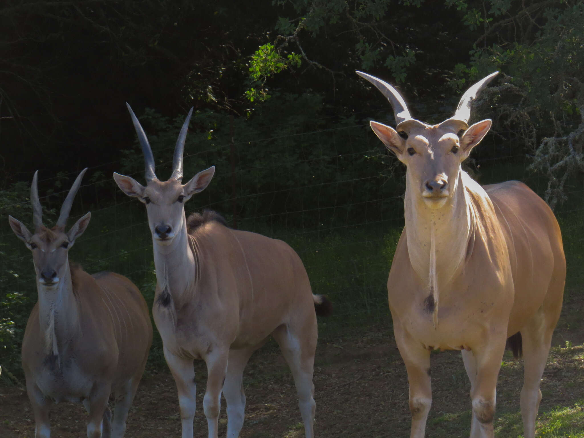 Eland, Common - Safari West