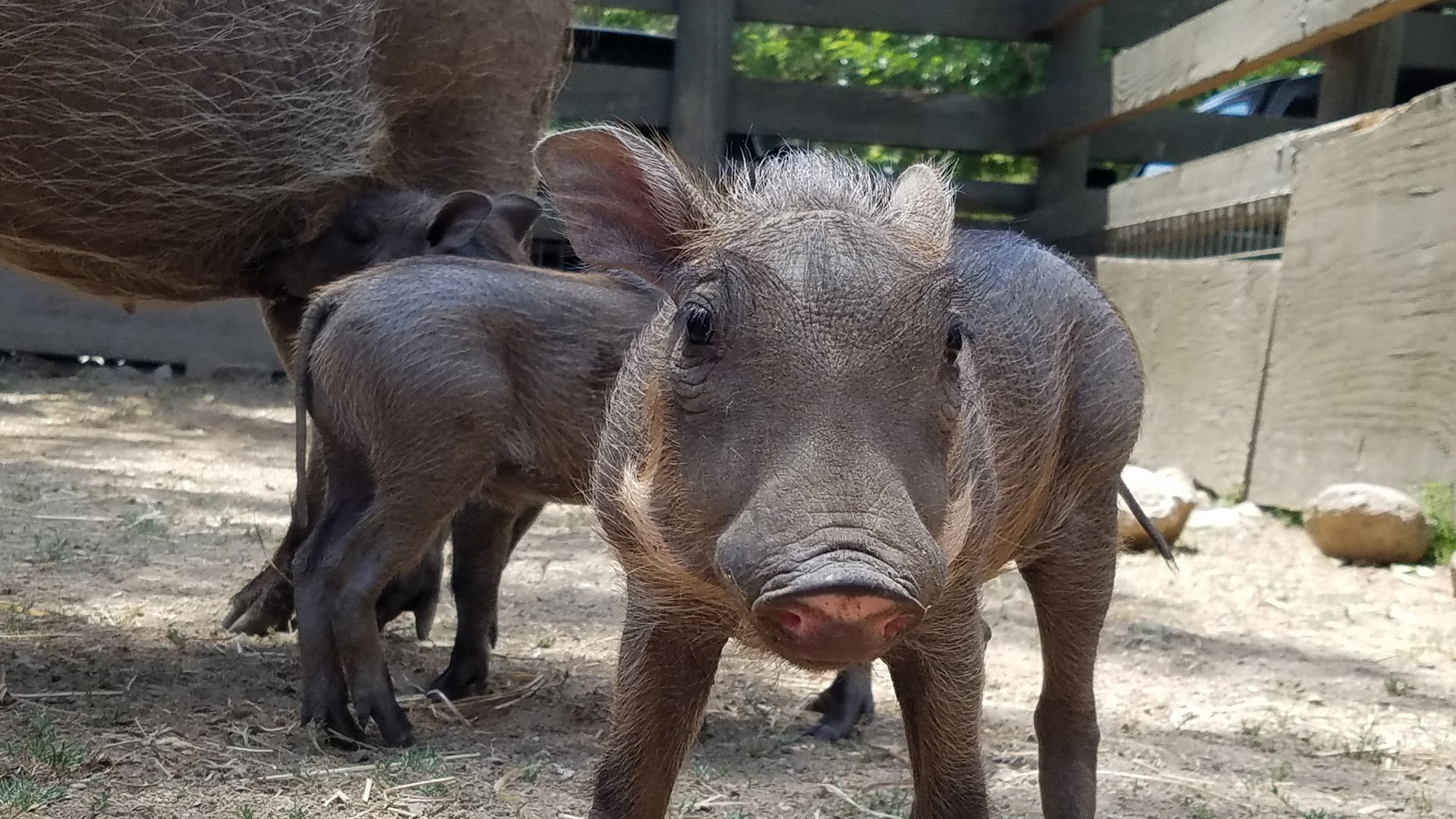 Baby Warthog