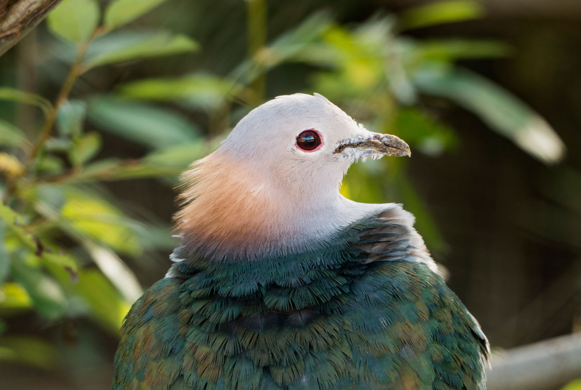 Green Imperial Pigeon